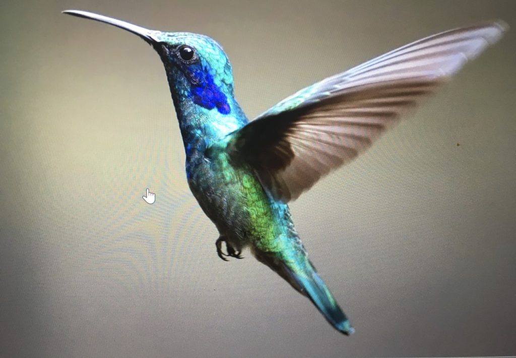 Pour faire notre part du colibri - Fédération NLPNL